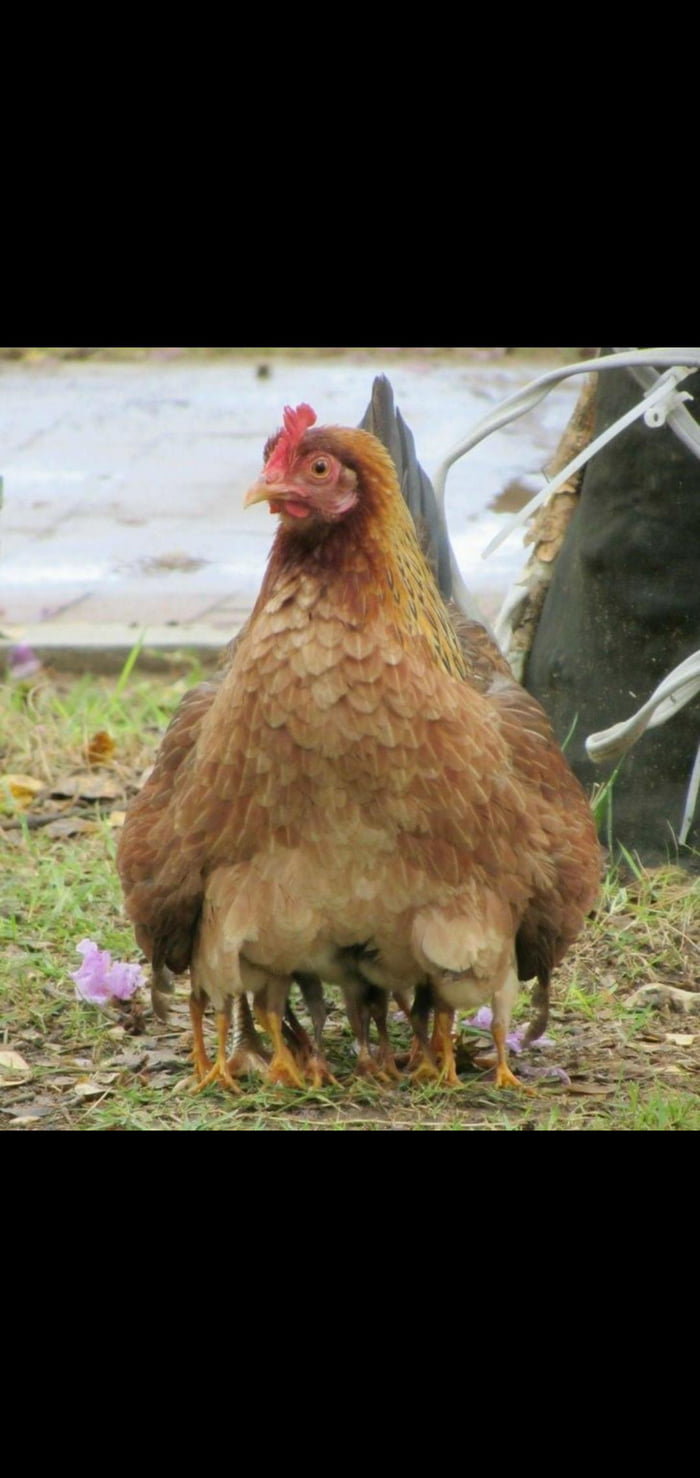 Chick walker of the backyard - 9GAG