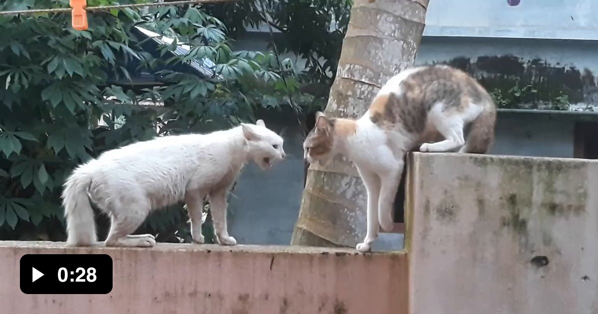 Cats face off. They stayed like that for a few minutes until one of ...