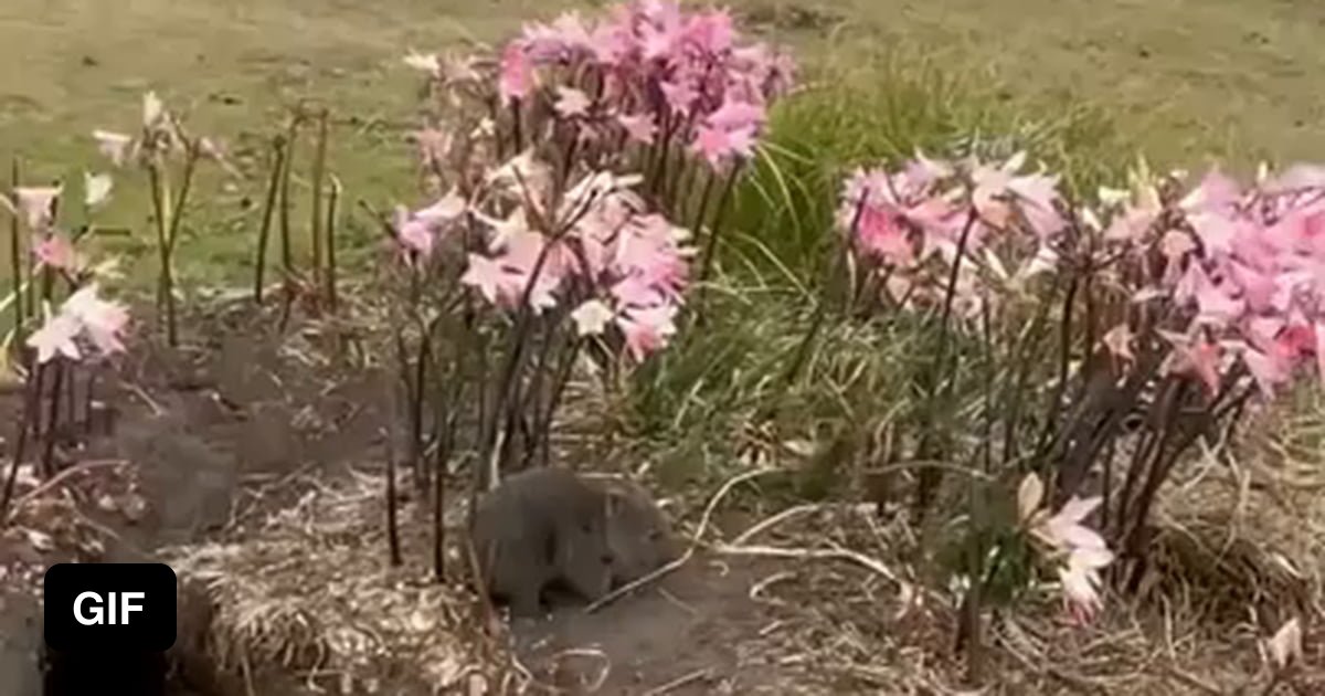 Just a baby wombat having a scratch - 9GAG