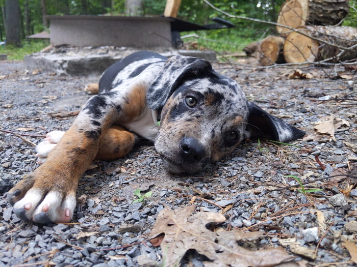 Catahoula leopard dogs are in part bred from the wild dogs kept by the ...