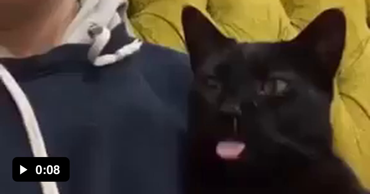 CAT ATTACK AHHHHHHHHH - 9GAG