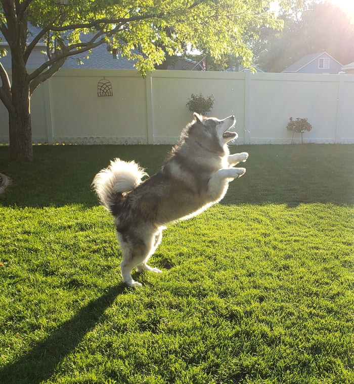 HI HO DOGGO!! - 9GAG