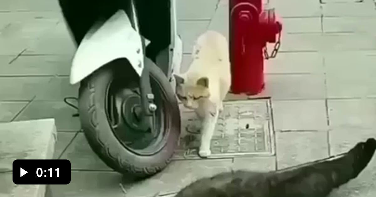 Meow, what seems to be the problem? - 9GAG