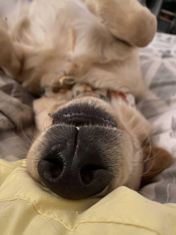 Boop da snoot - 9GAG