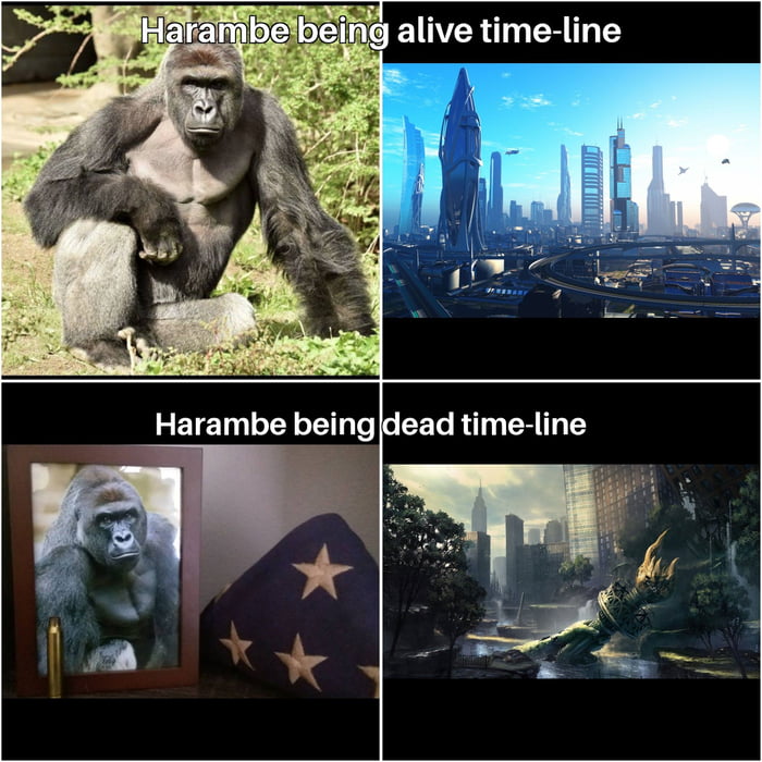 In anniversary of harambe death,when in all started.. - 9GAG