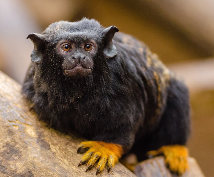 Monkeys can change their accent to communicate with another species ...