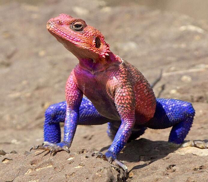 The Agama rock lizard (spiderman lizard). Guess what, Peter Parker is ...