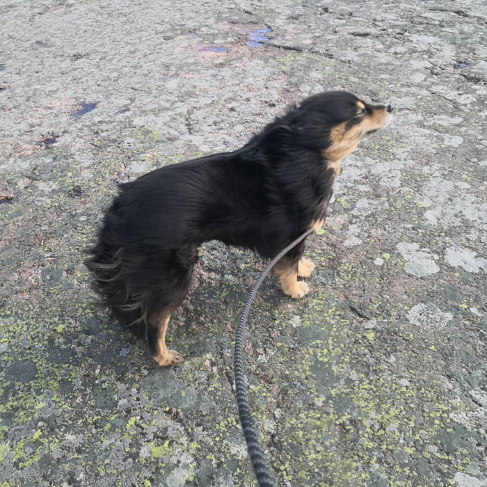 Windy days equal aerodynamic dog... - 9GAG