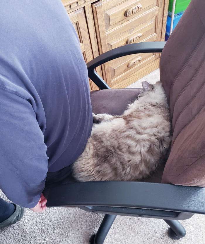 When anyone tried to move Max off the chair, he hissed. He then ...