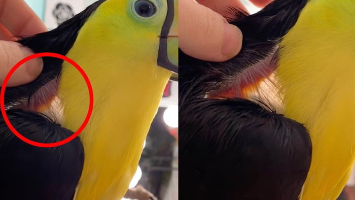 Toucans have transparent skin that allows to see their bones and veins ...
