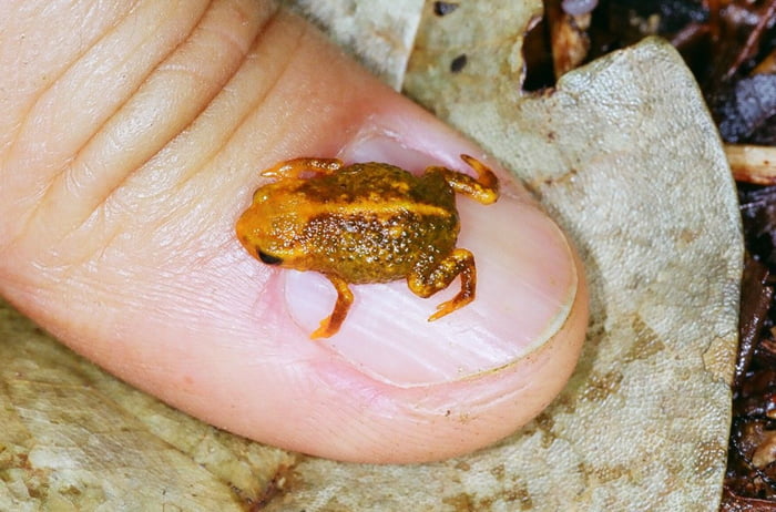 The pumpkin toadlet (Brachycephalus ephippium) from Brazil is the ...
