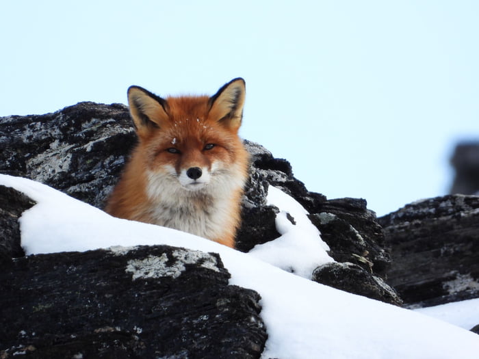 Fox is disappointed of the way humanity is evolving. - 9GAG