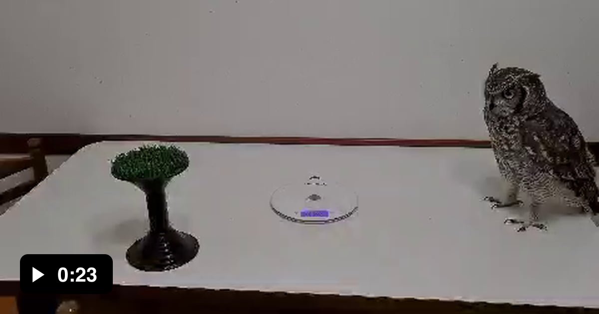 How to weigh your owl... - 9GAG