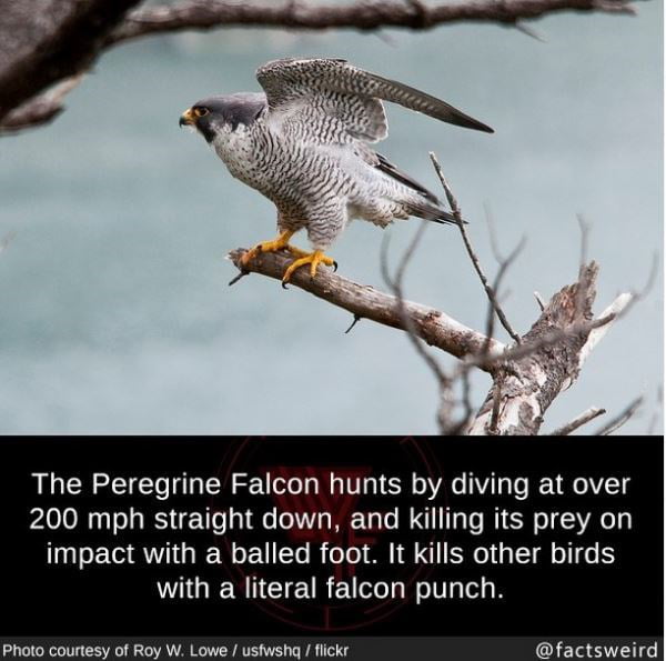 The Falcon Punch! - 9GAG