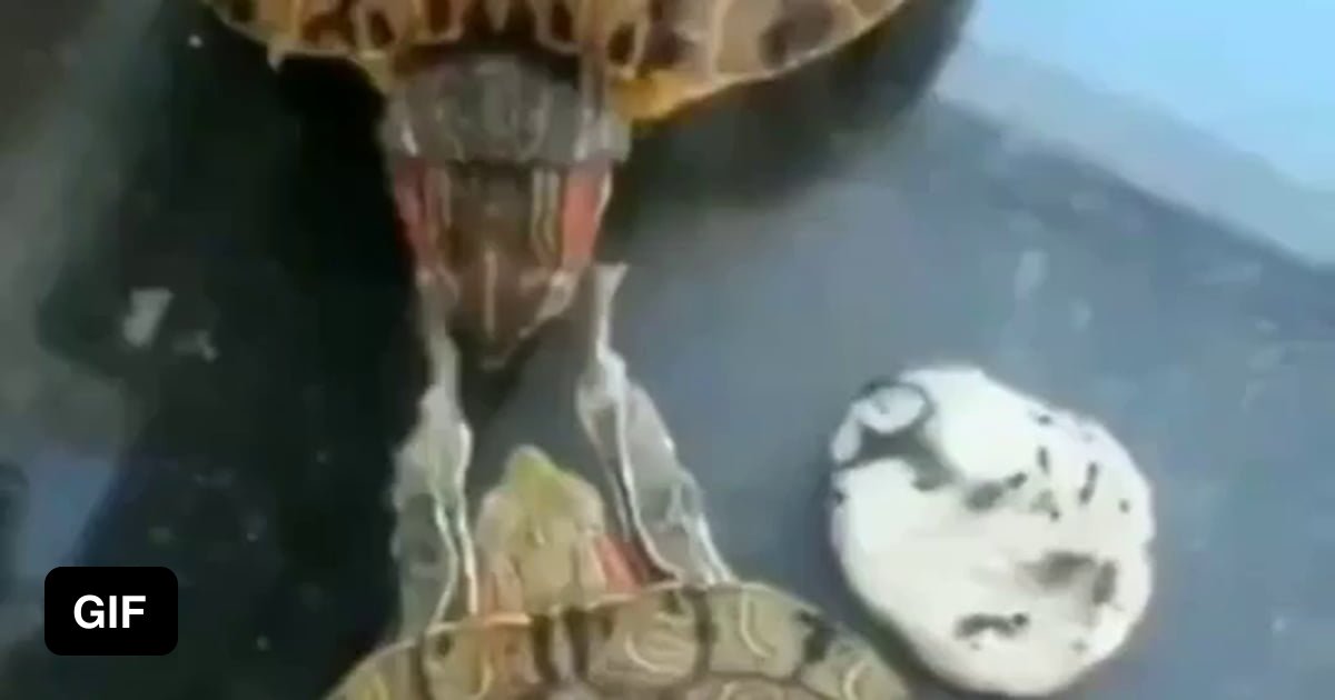 Turtle slapping his friend on the face - 9GAG