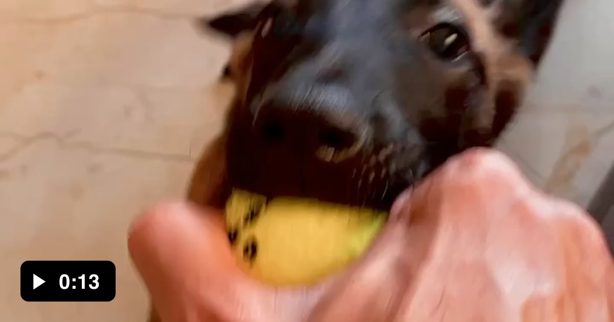 Fierce pupper - 9GAG