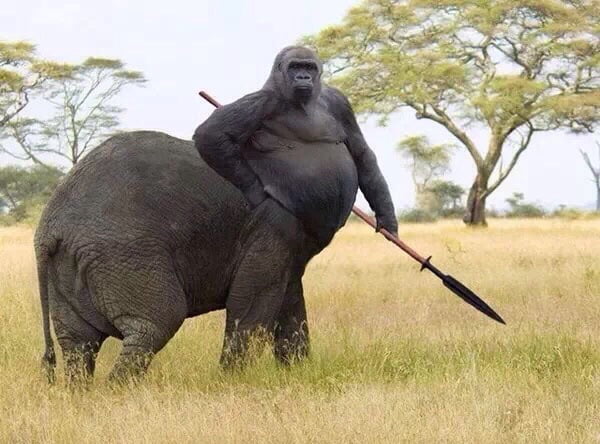 African Centaur. - 9GAG