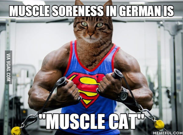 The Muscle Cat - 9GAG