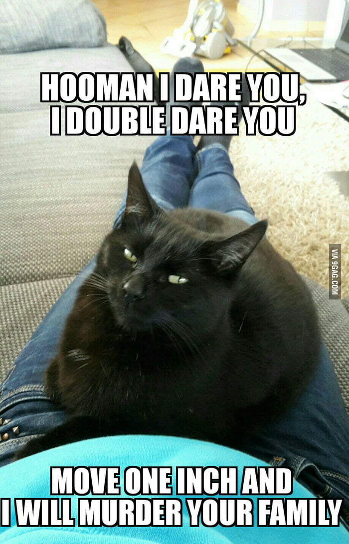 Every. Cat. Ever. - 9GAG