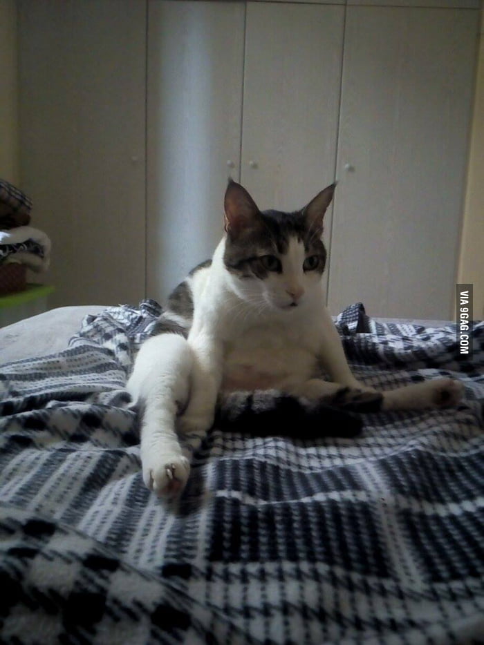 Here we see a rare spineless cat in its natural habitat - 9GAG