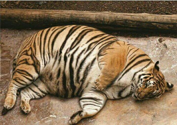 A Fat Tiger - 9GAG
