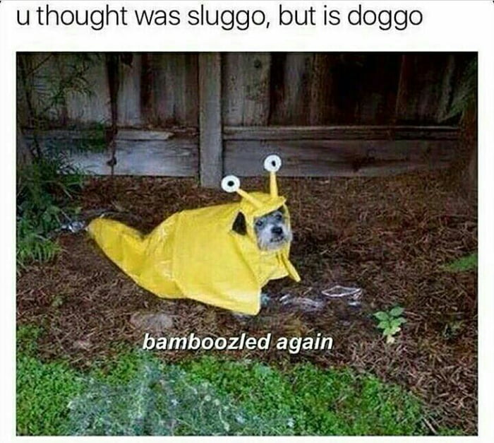 Bamboozled again - 9GAG