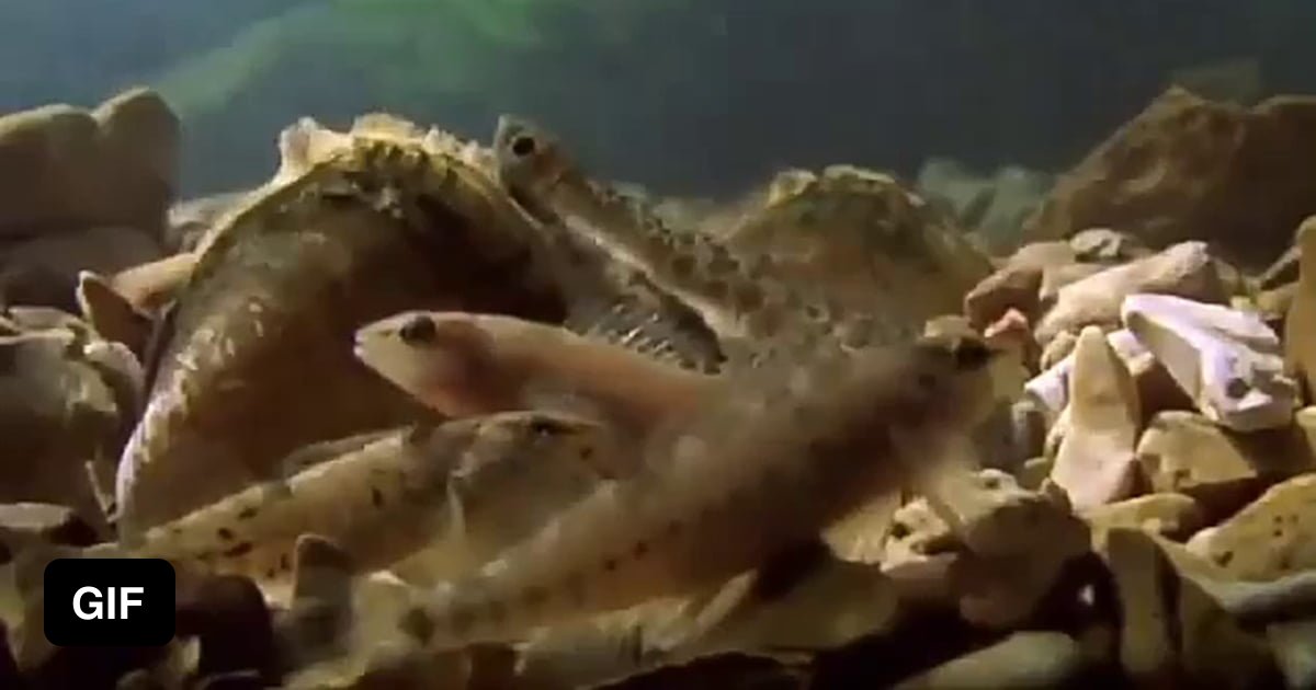 This mussel has an appendage which resembles a small fish. It wiggles ...