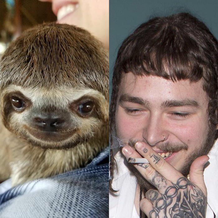 This sloth looks like Post Malone - 9GAG