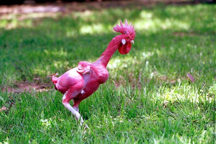 A Featherless Chicken - 9GAG
