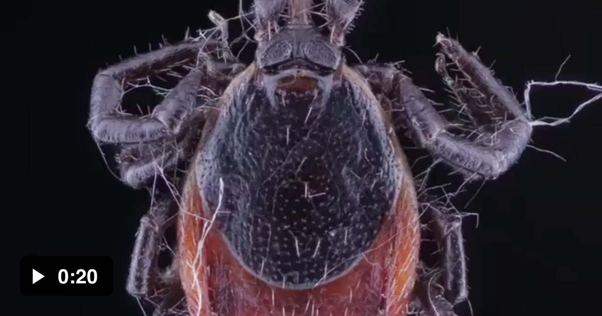 Tick under a stereo microscope. - 9GAG