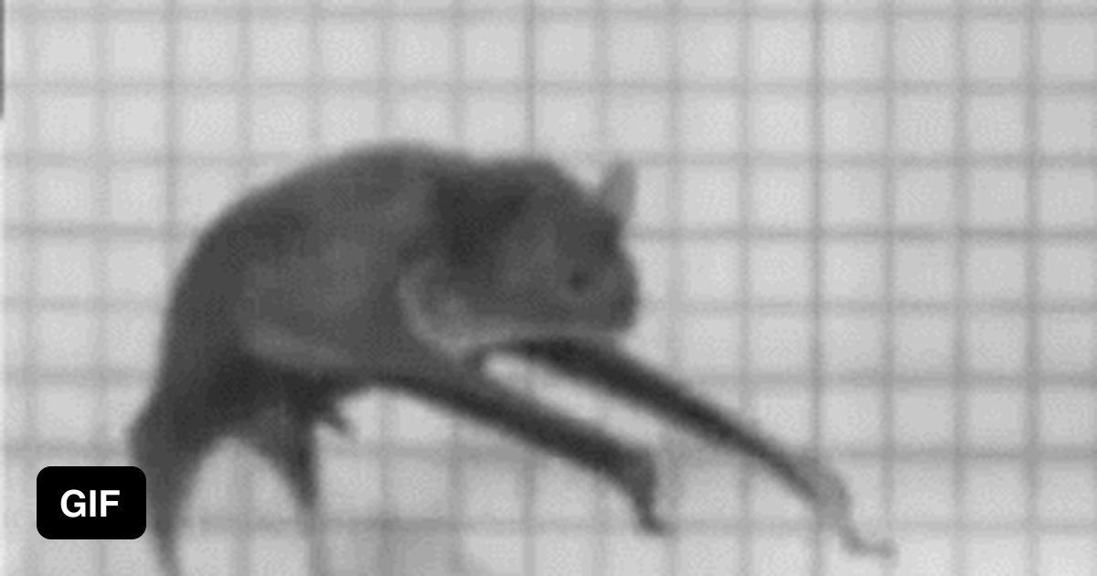 Vampire bat is the only species of bat with the ability to maneuver on ...