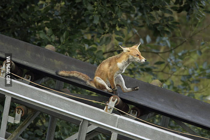 Fox sliding a chute at a gravel pit - 9GAG