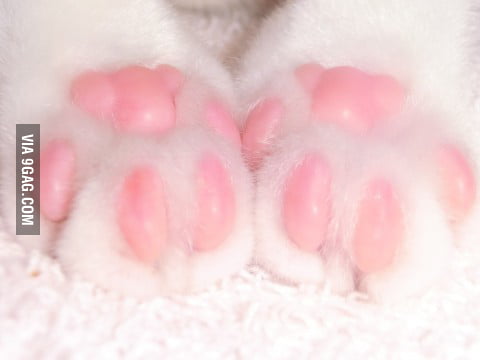 These are the softest things in the world... - 9GAG
