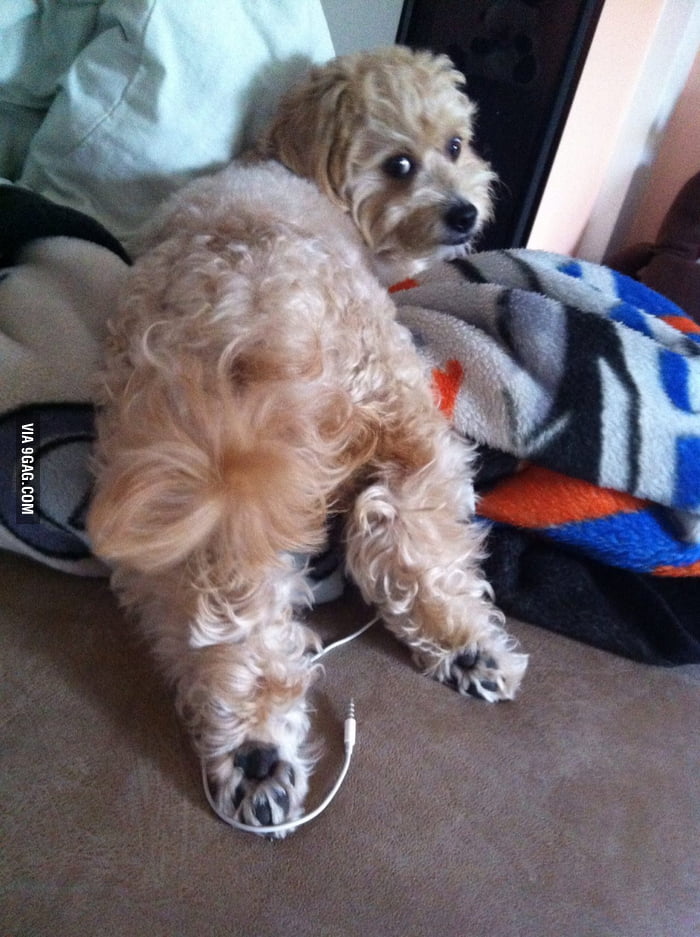 Watch movie bout a dying dog turn around to my dog...DAT ASS - 9GAG