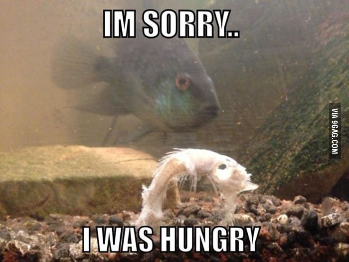 Out of 30 fish, this one is the only bastard. Every week. - 9GAG