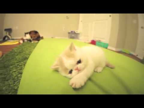 A super cute cat bark like a dog - 9GAG