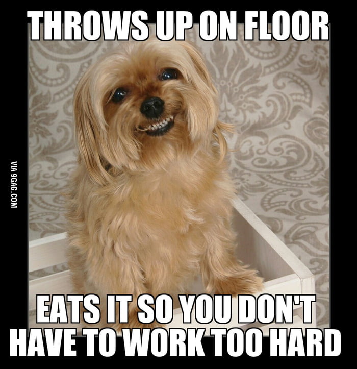 Good guy dog. - 9GAG