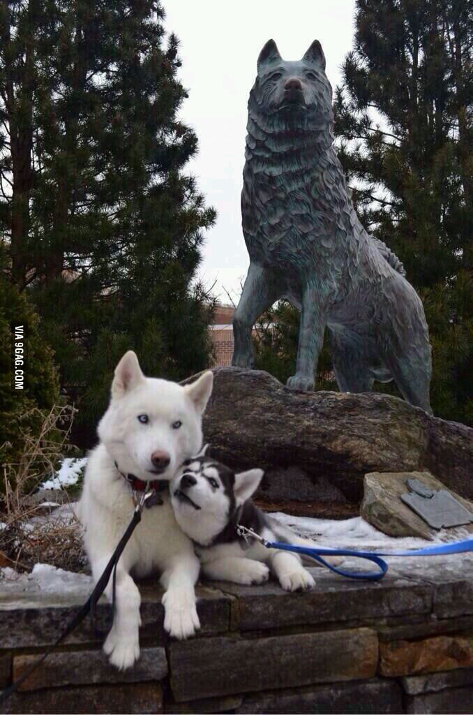 My university announced our next living mascot today! - 9GAG