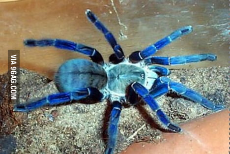 Azure spider - 9GAG