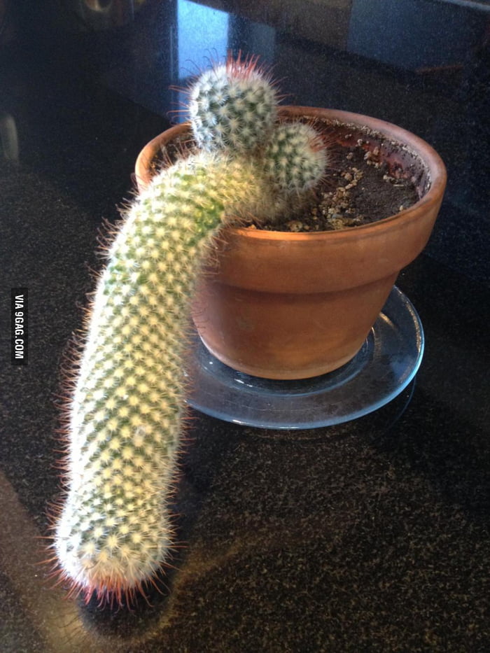 So my dad just sent me this picture of the cactus he grew... - 9GAG