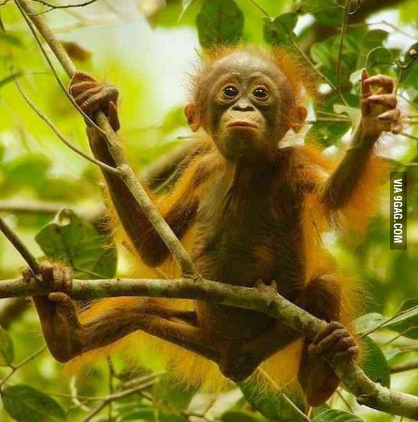 This baby orangutan reminds me of Benjamin Button - 9GAG