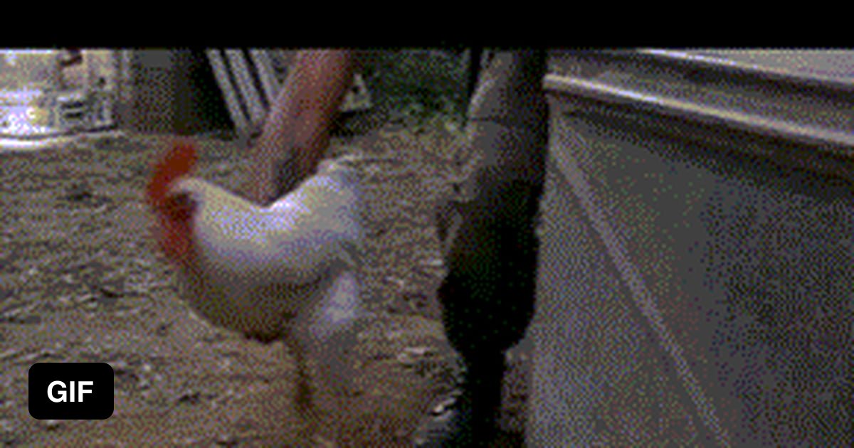 Chicken Arrow - 9GAG