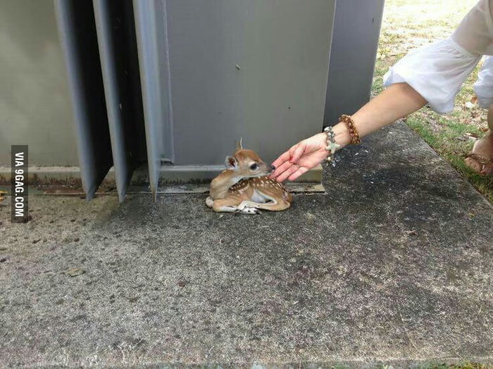 A super tiny deer - 9GAG