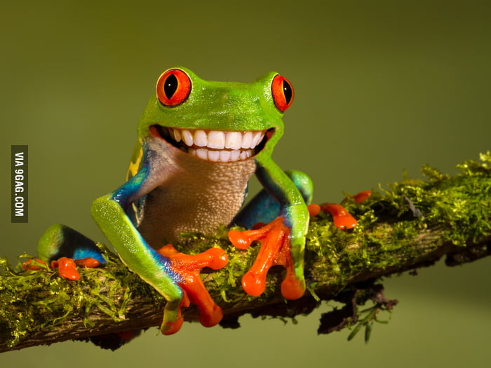 Smiley frog - 9GAG