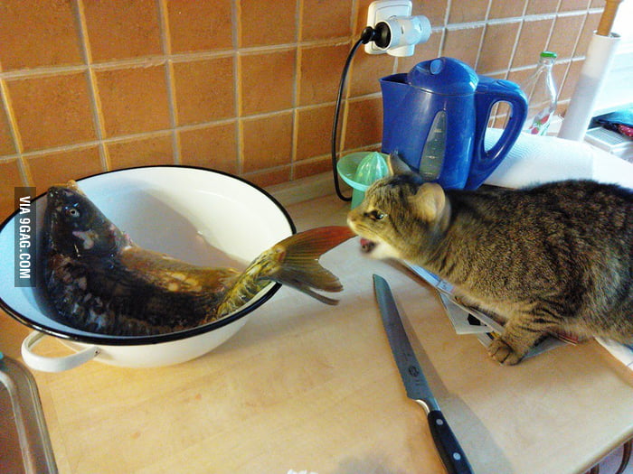 My cat Judas stealing fish - 9GAG