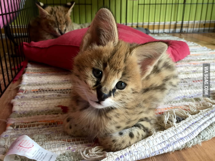 We had Serval kittens. Cute ball of fur - 9GAG