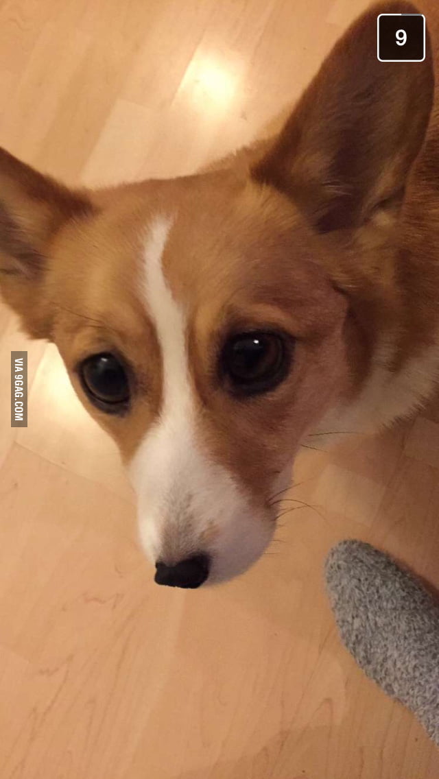 Wubbly the Corgi + Snapchat filter = Awesome! - 9GAG