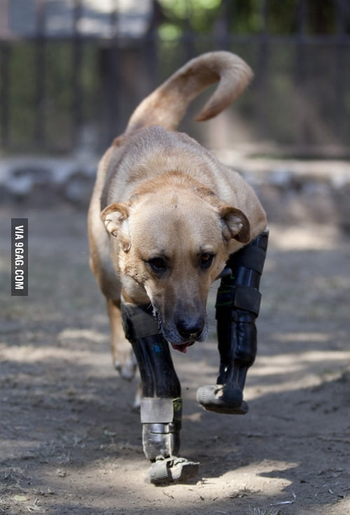 This dog is f**king awesome. - 9GAG