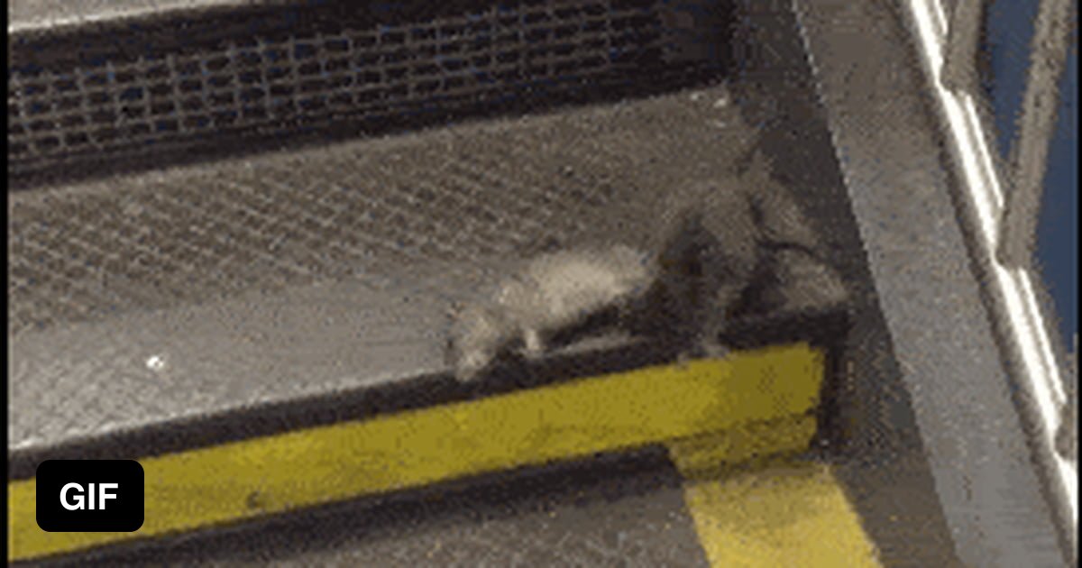 Cannibal rat, cuz pizza wasnt enough - 9GAG