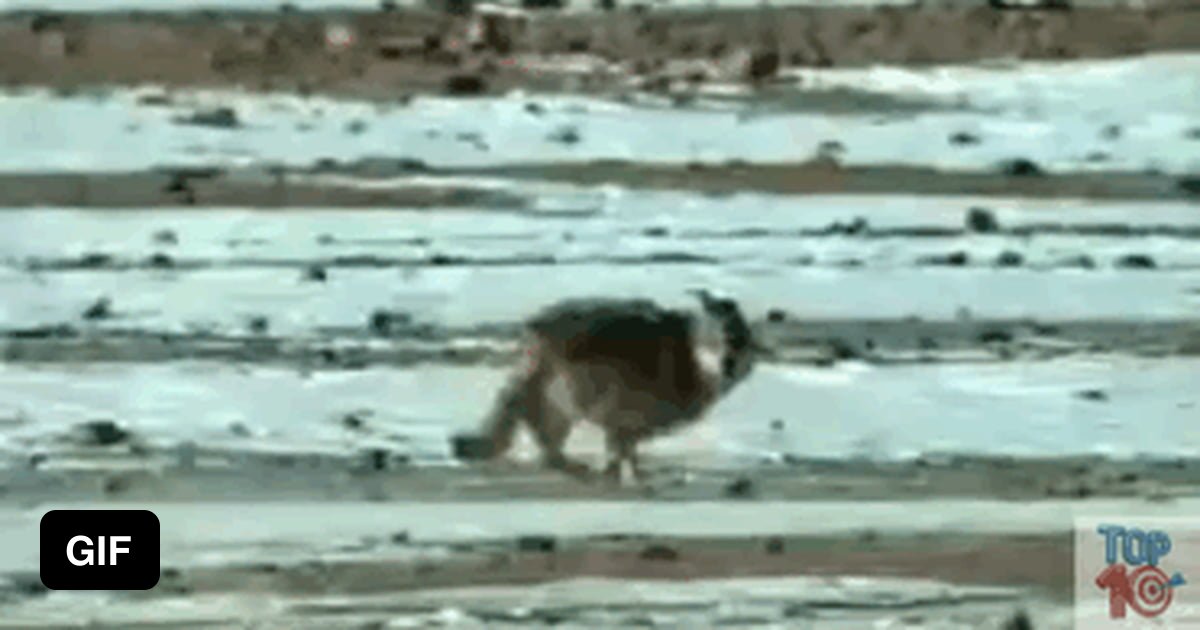 Eagle hunting wolf. Manliest thing ever. - 9GAG